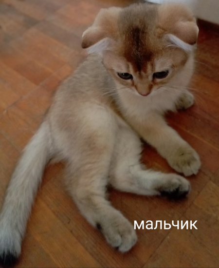 Шотландские котята золотистые шиншилы 2 мес.