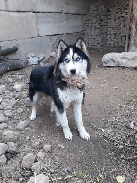 Srochna sotiladi