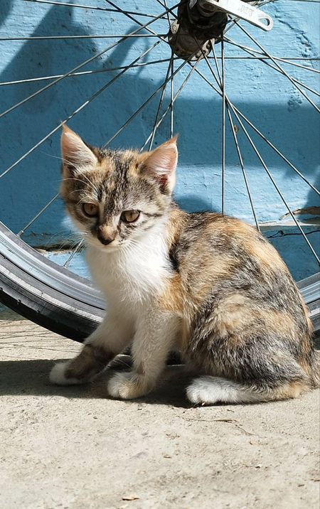 Отдаём котят в хорошие руки
