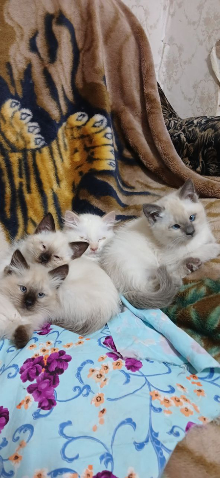 Продам сиамскийх котят 1,5 месяца