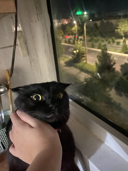Скотиш фолд мушук
