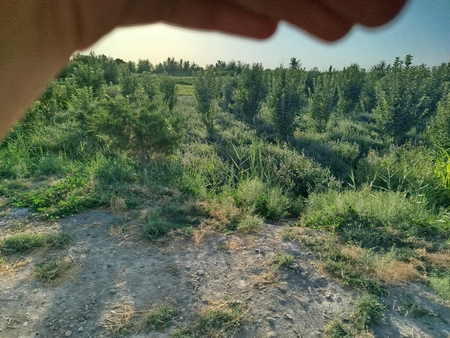 Tayyor bõlgan õt sotiladi srochna