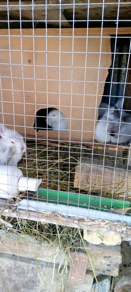 Oq quyonlar 4ta bolasi bilan birga