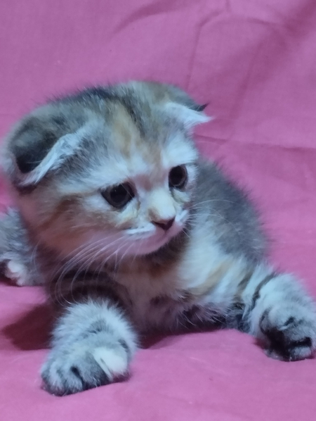 Продам котят шадланских