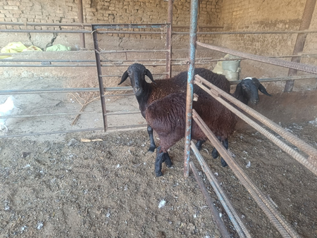 Ona bola qoyla sotiladi