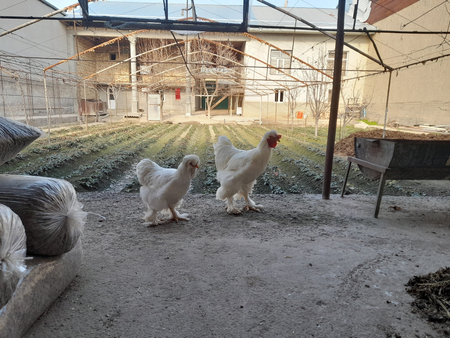 Brama tovuq xurozlari sotiladi qoni toza 2 ta mokiyon 2 ta xuroz bor