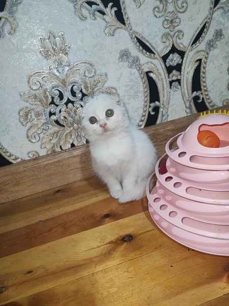 Продаётся элитный вислоухий мальчик