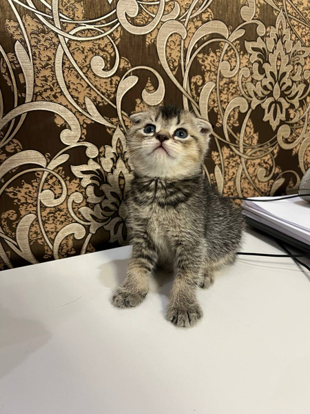 Mushuk bolasi Scottish Fold