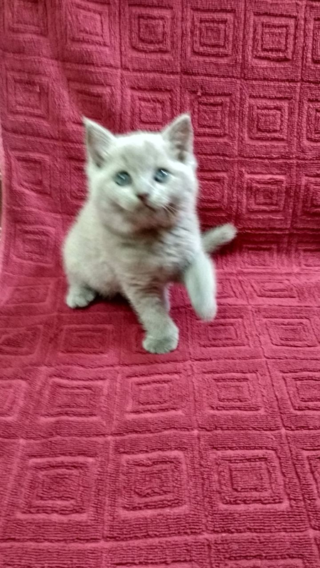 Продаются котята скотиш фолд и страйт