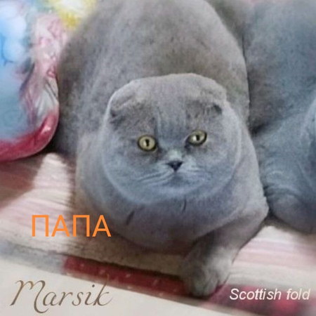 Продается девочка скоттиш фолд
