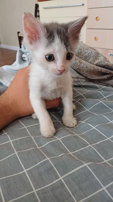 Пристраиваются котята