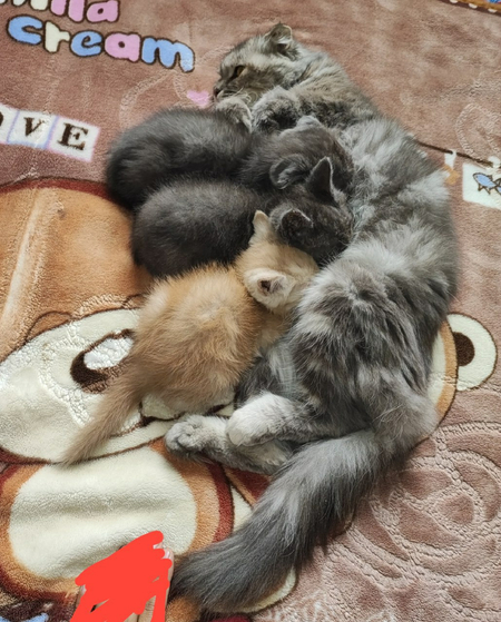 Продаются котята и мама хейланд фолд