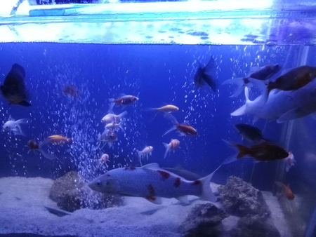 Aquarium da baliqlar  Sotiladi