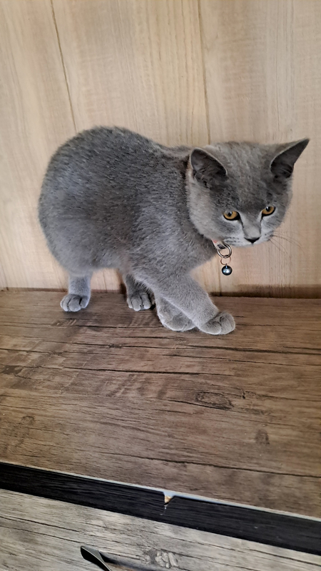 Скоттиш страйт 5 ойлик кулранг.