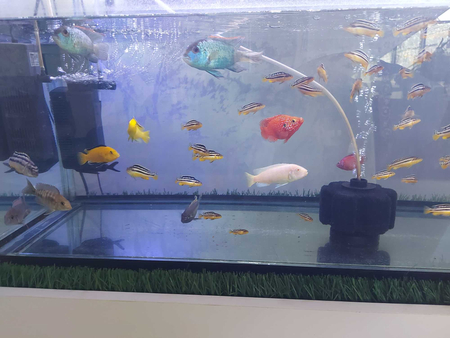 Akvarium Baliqlari