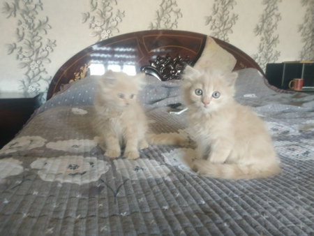 Продается котята Британка+Скоттиш Фолд