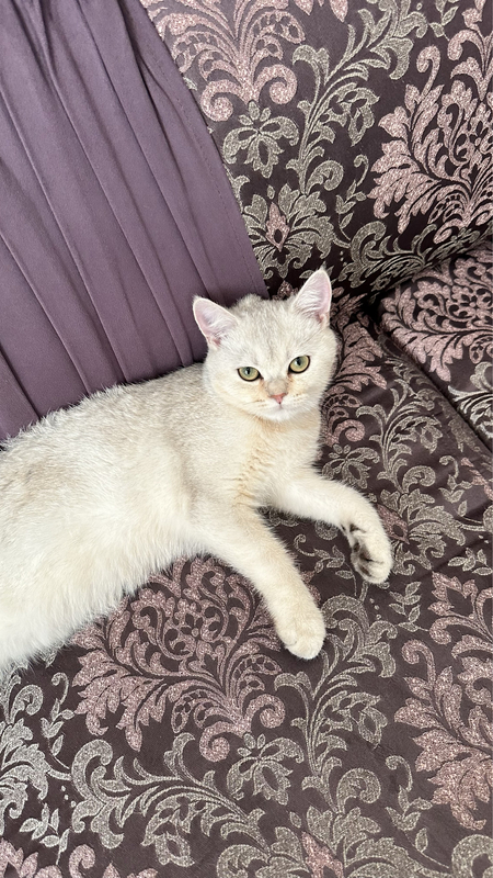 Кот шиншила