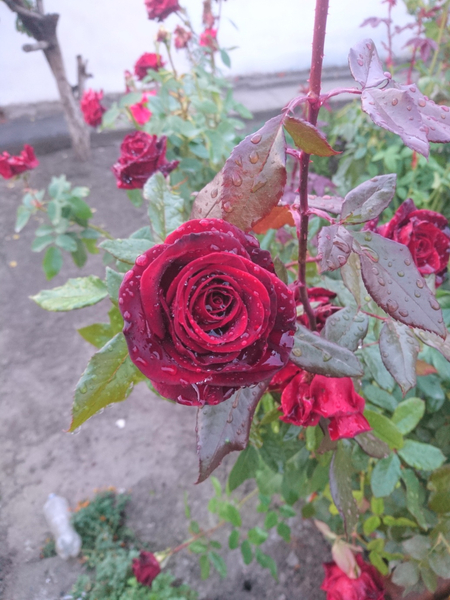 Sony xperia X   F 5121