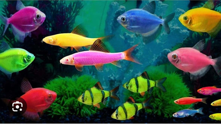 Akvarium baliqlari turli xilda Assartiment Tarzda