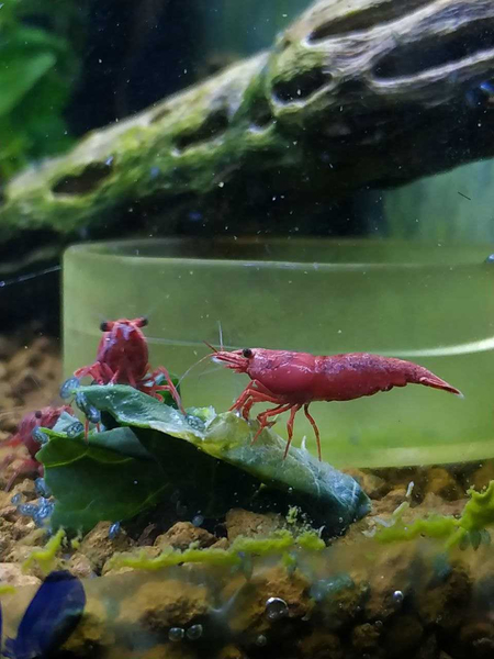 Креветка Красный огонь (Neocaridina Heteropoda var. Red Fire)
