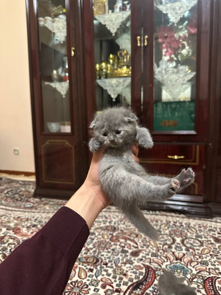 Scottish fold 1 oylik