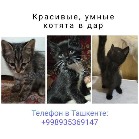 Срочно пристраиваю котят в добрые руки