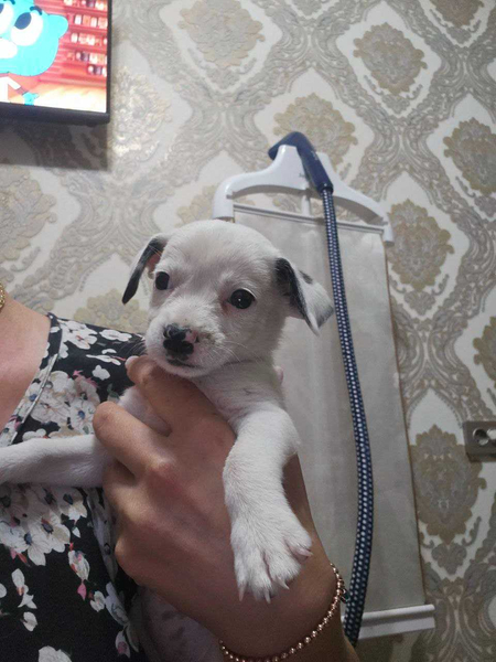 Отдам щенка. Девочка