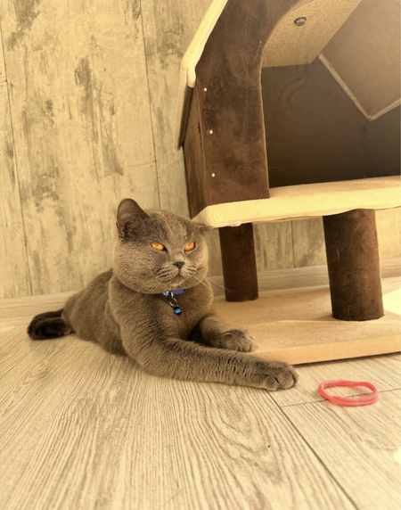 Котенок от правиьной вязки
