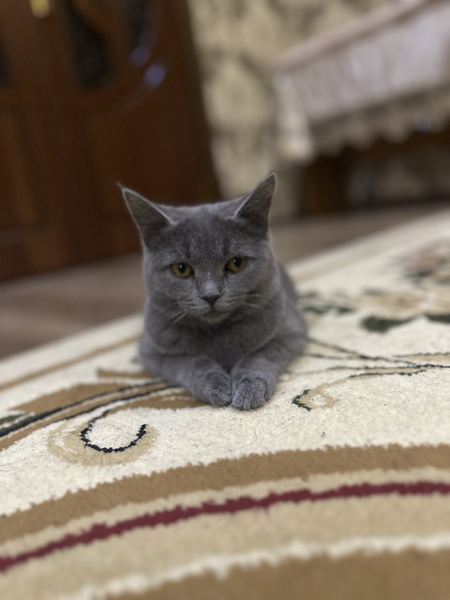 Кошка британский скоттиш страйт