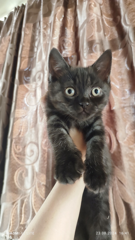Продаются котята