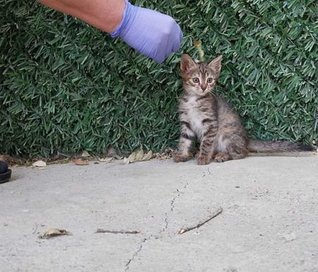 Котята, девочки, по 2 месяца