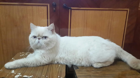 Вязка с экзотом окрас Ред поинт