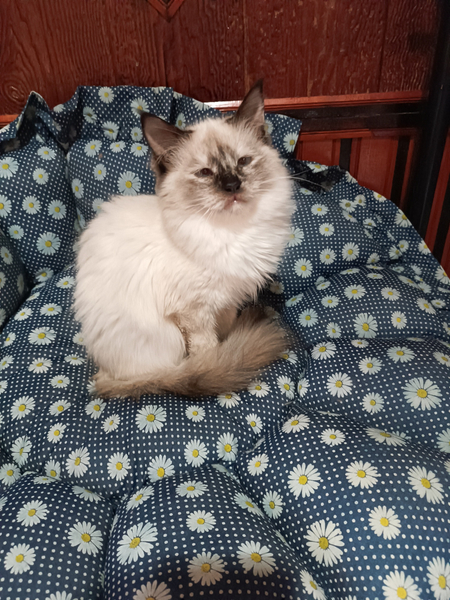 Балинезийкий котёнок! 4 месяца.