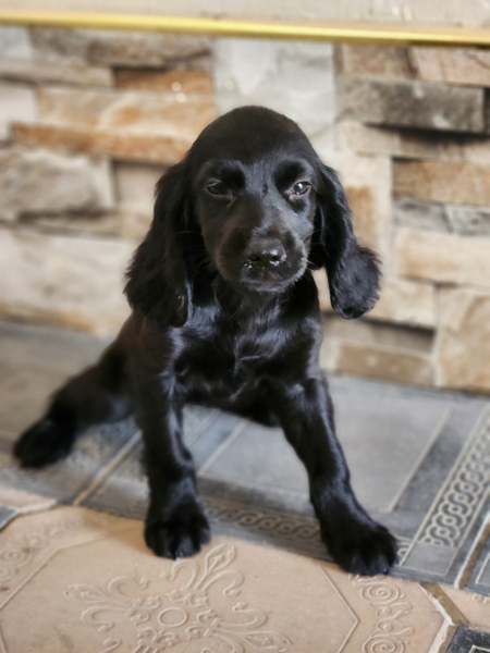 Ruski Spaniel itlari sotiladi