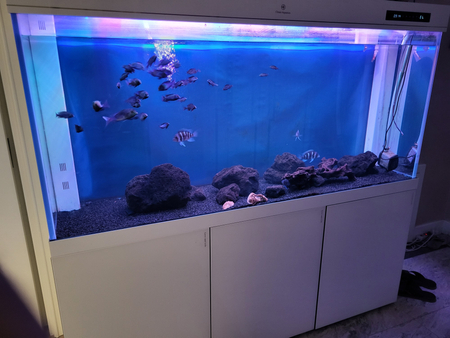 Clear aquarium sotiladi