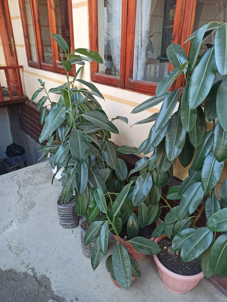 Фикус гулллари катта гул тувакларда