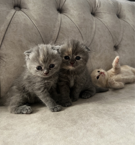 Вислоухие котята