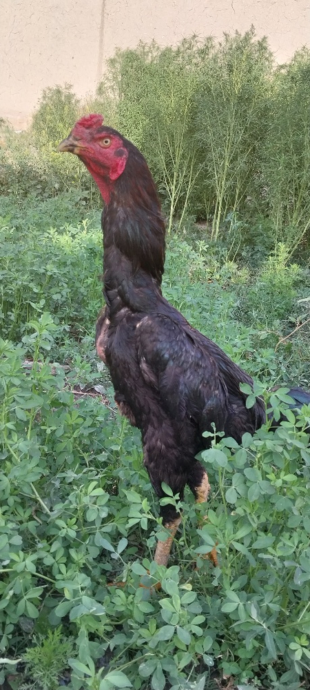 kulangi koreys 8 oylik