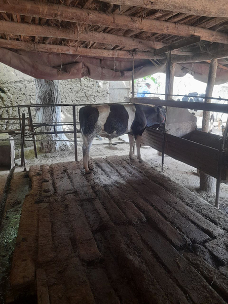 Buzo sotiladi buqacha