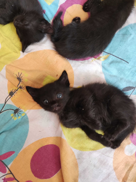 Котятки породы мышеловки