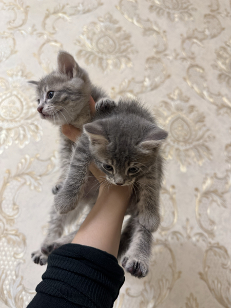 Скоттиш фолд