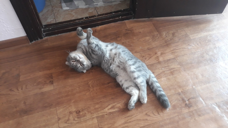 Вязка, кот Котя скотиш фолд
