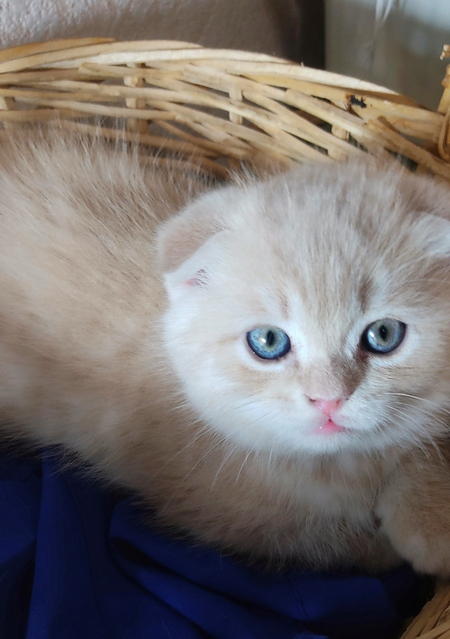 Котята скоттиш фолд и скоттиш страйт