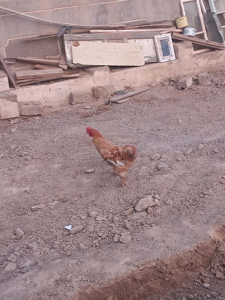 Xuroz brama huroz