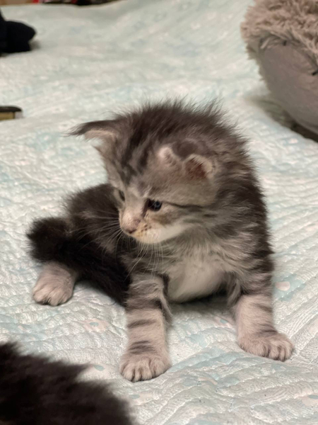 мейнкун котенок бронь