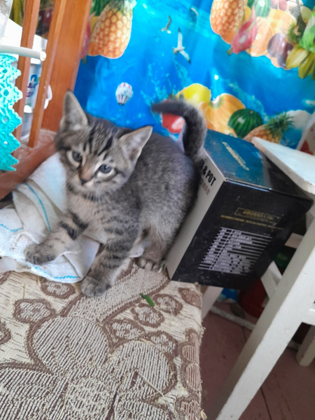 Кошечка в добрые руки