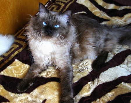 Вязка. Тайский кот (балинез). 3 года