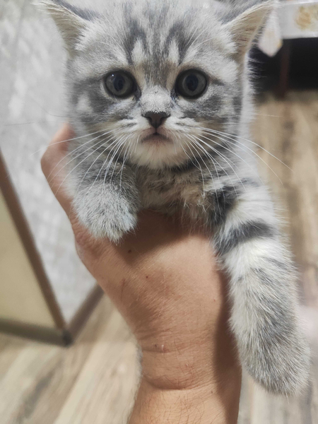 Продаются котята скотиш фолд, скотиш страйт!