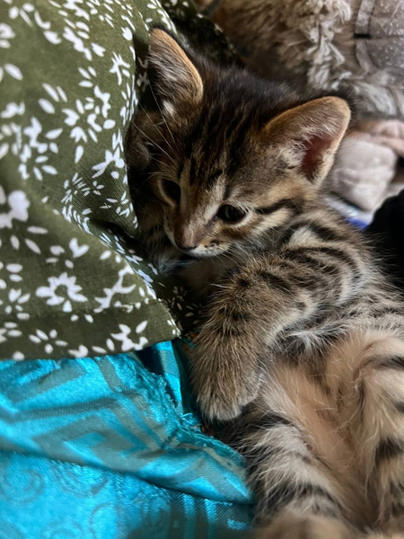 Отдам котят в хорошие руки