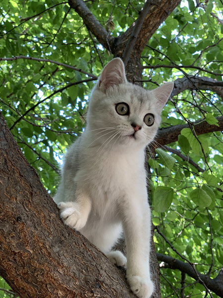 Britanskiy shinshilla